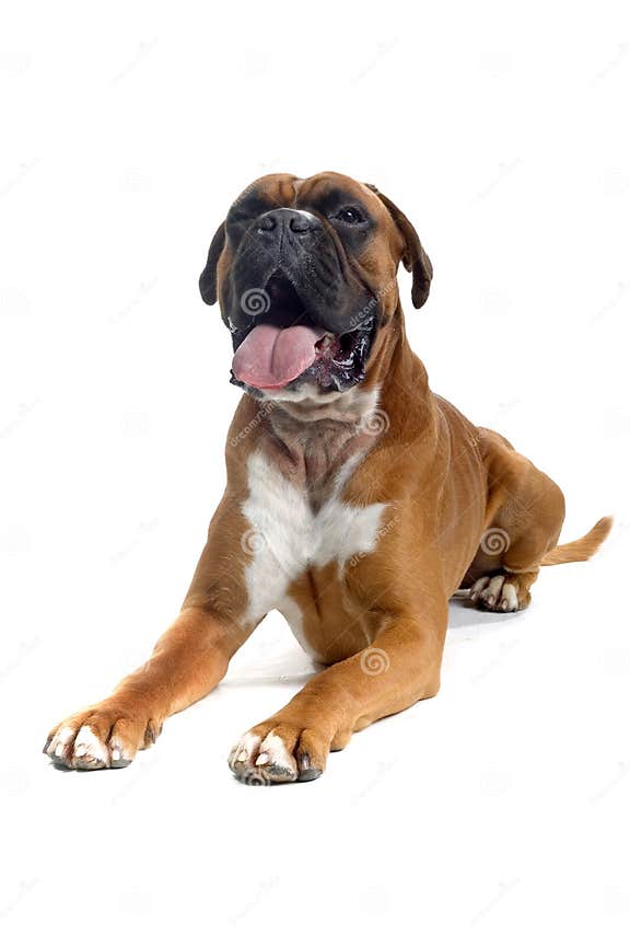 Brown boxer stock photo. Image of muscular, purebred, indoor - 1579832