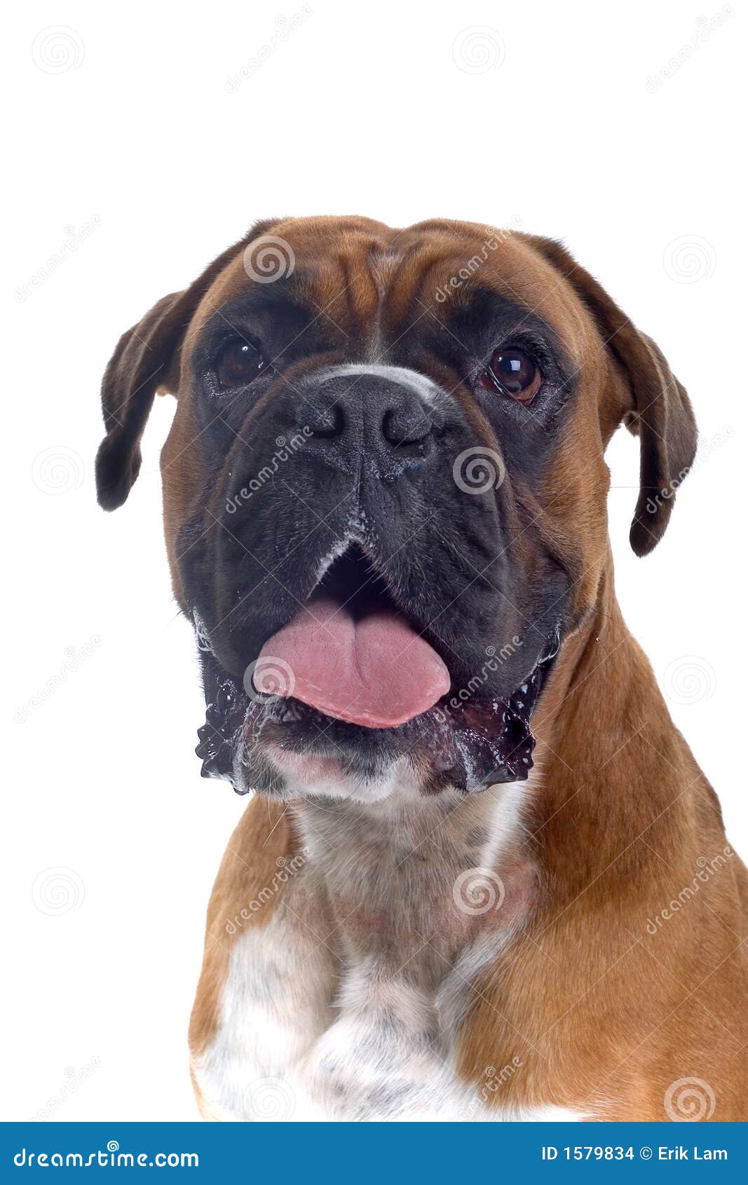 Brown boxer stock photo. Image of domestic, muscular, strong - 1579834