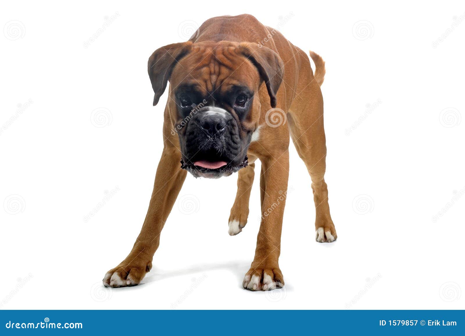 Brown boxer stock image. Image of strong, indoor, expression - 1579857