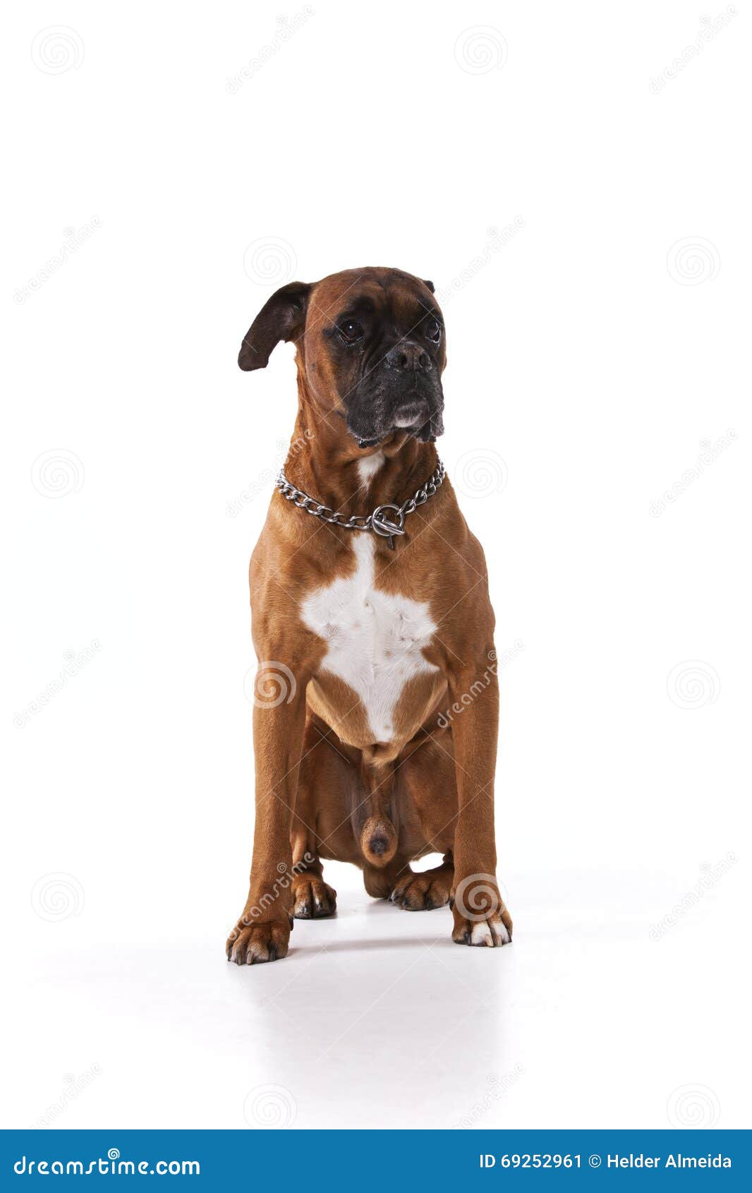 Brown boxer dog stock image. Image of staring, boxer - 69252961