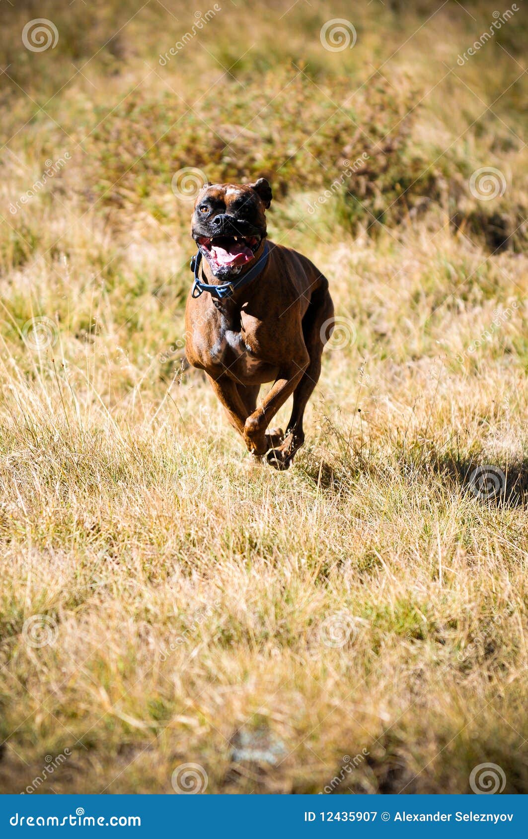 Brown boxer running stock image. Image of brown, canines - 12435907