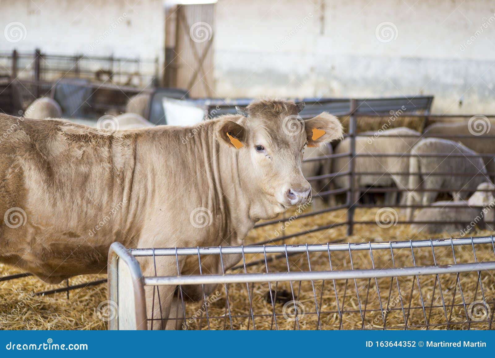 Brown Brave Cow Inside the Farm Stock Photo - Image of cattle, bravery ...