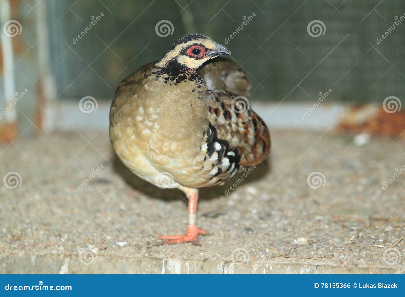 Brown-breasted Hill Partridge Stock Photo - Image of breasted, adult ...