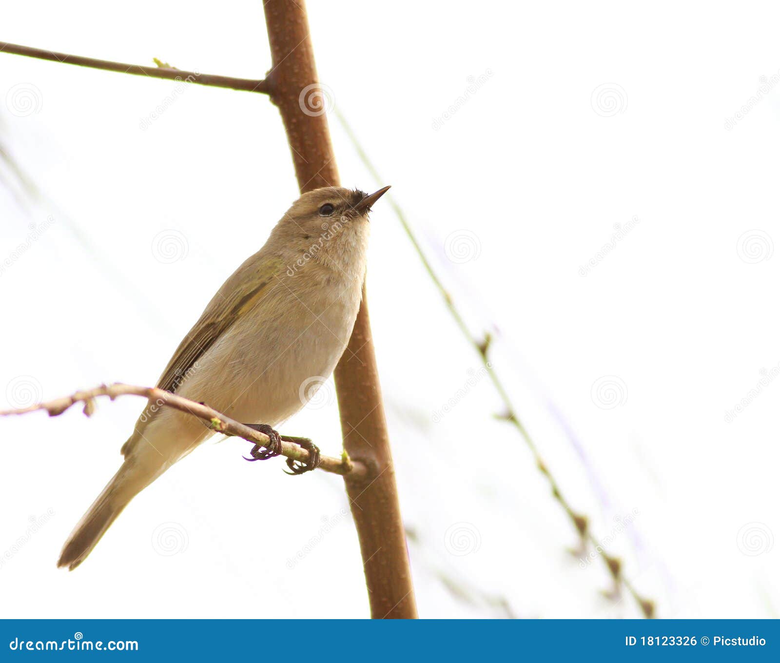 Brown breasted robin stock photo. Image of nature, greenery - 18123326