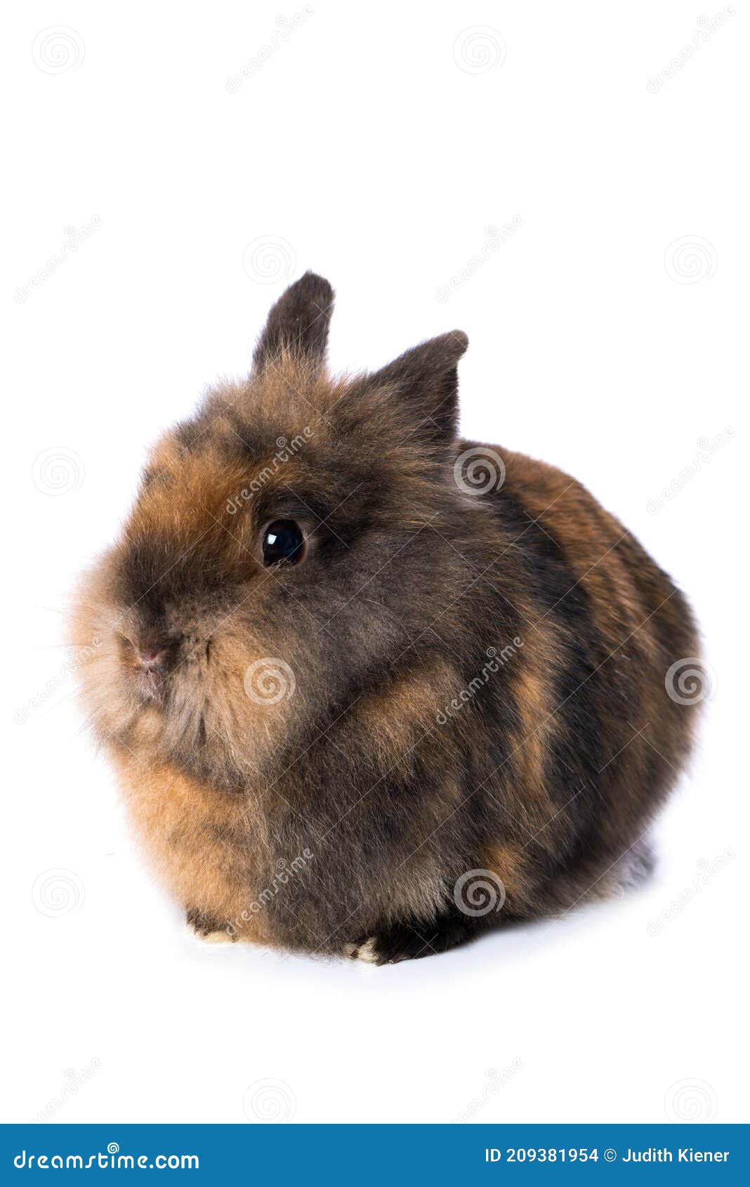 Brown Brindle Dwarf Rabbit on White Stock Photo - Image of domestic ...