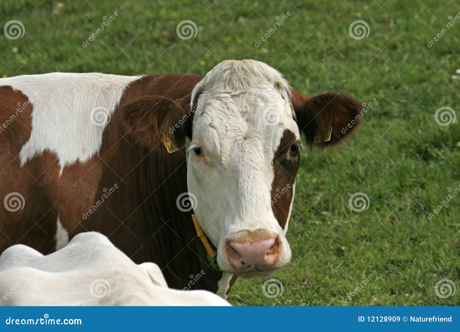 Brown Brindled Cow from Germany Stock Image - Image of domestic ...