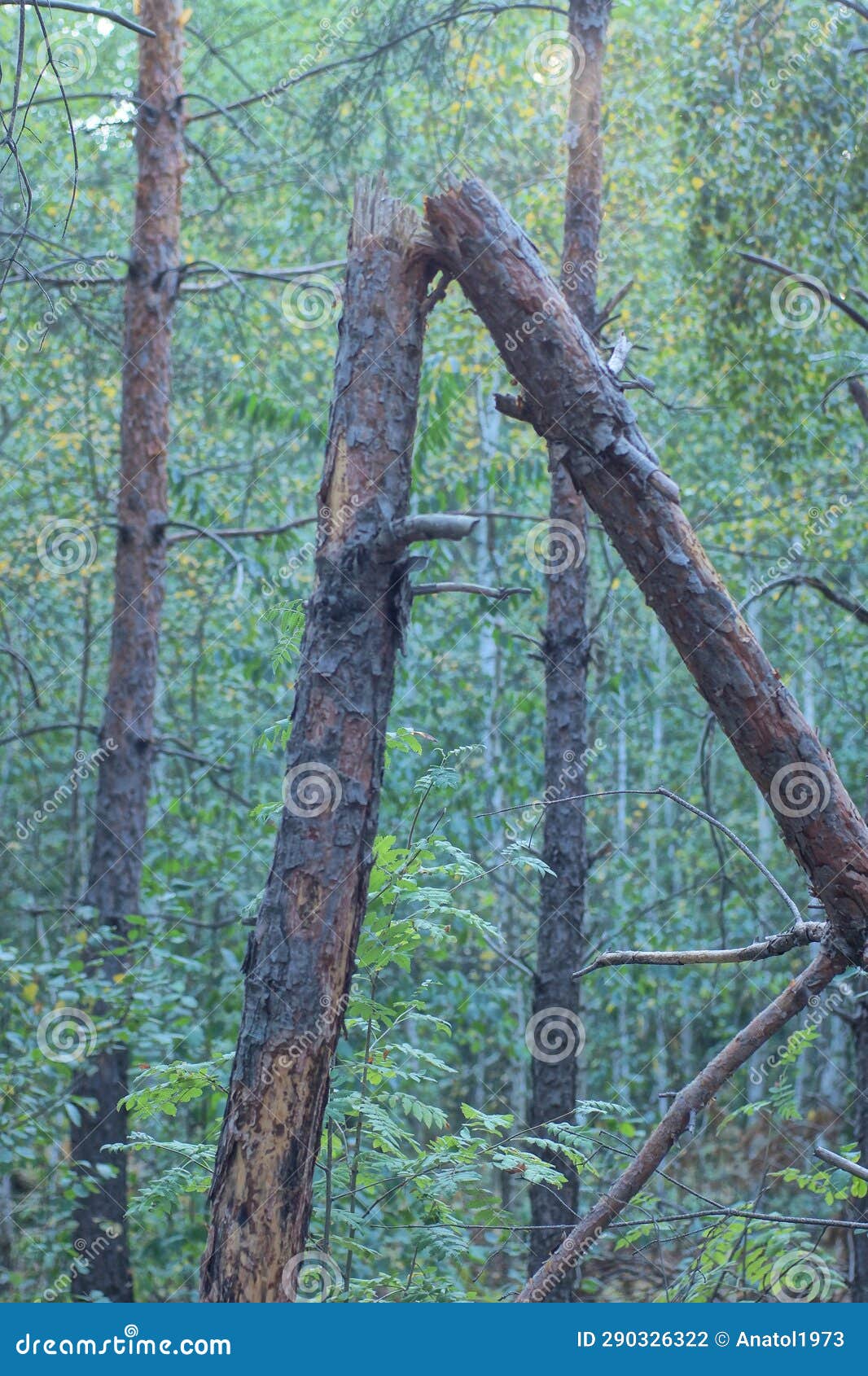 Brown Broken Pine Tree in the Forest among Green Vegetation Stock Photo ...
