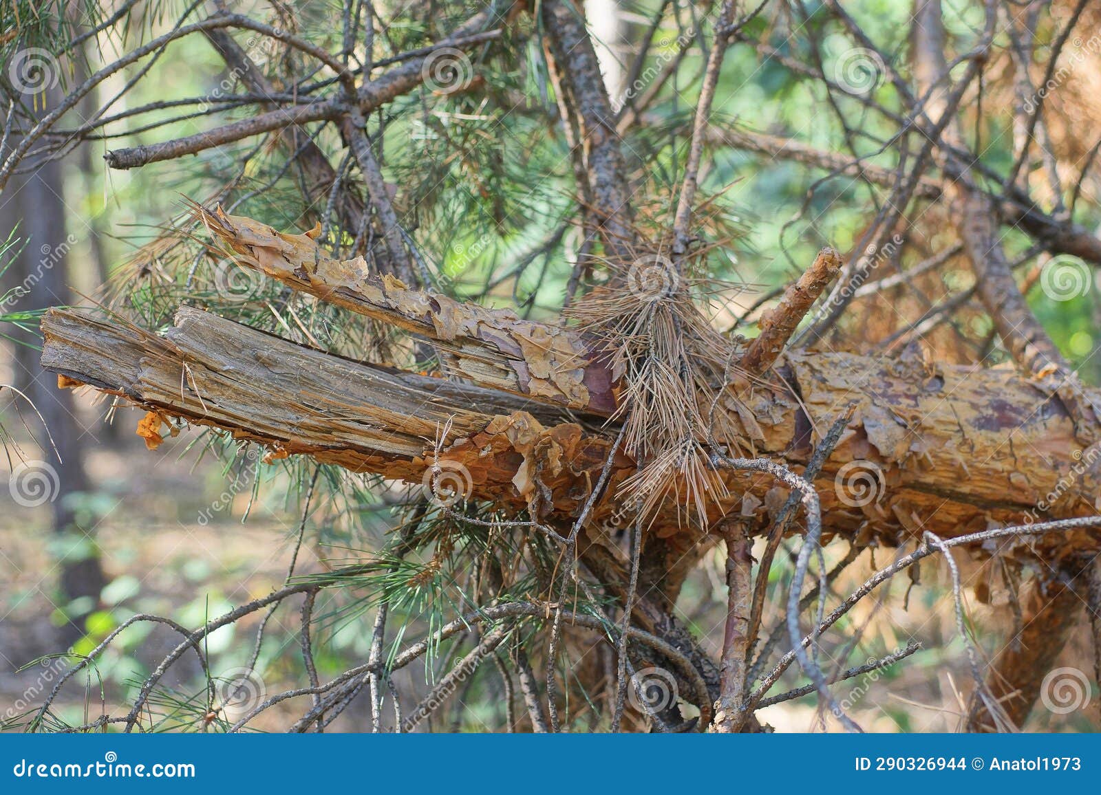 Brown Broken Pine Tree in the Forest among Green Vegetation Stock Photo ...