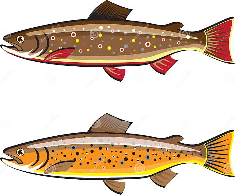 Brown and brook trout stock vector. Illustration of salad - 71033627