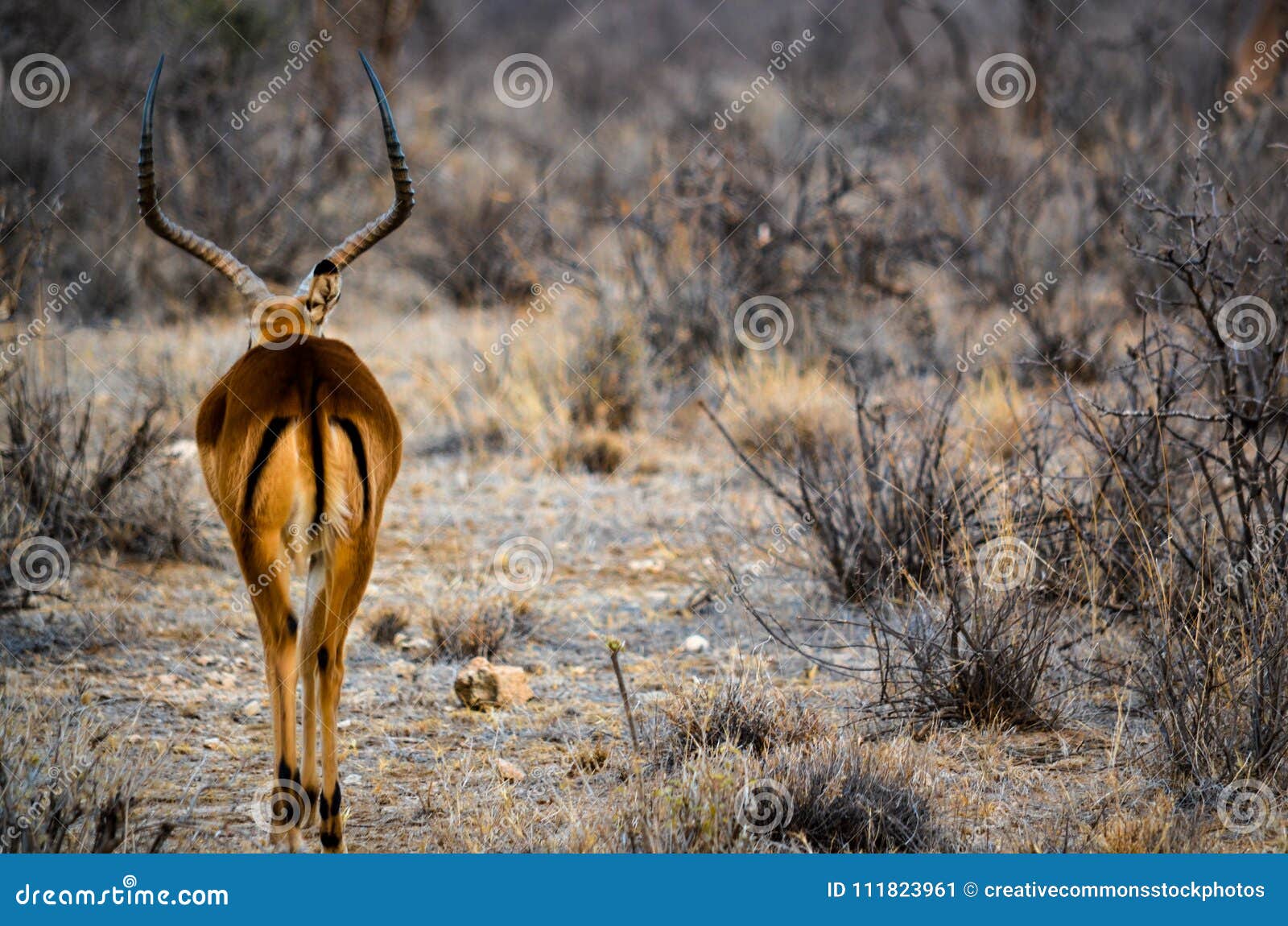 Brown Buck Photo Bild. Bild: 111823961