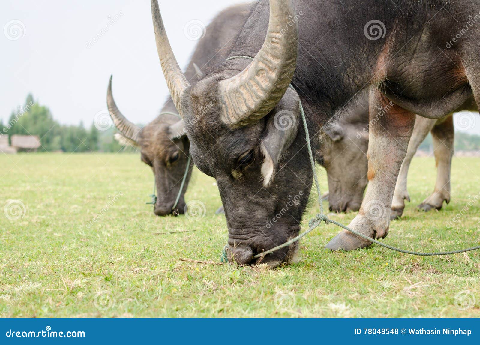 Brown Buffalo Eat Green Grass. Stock Photo - Image of outdoor, mammal ...