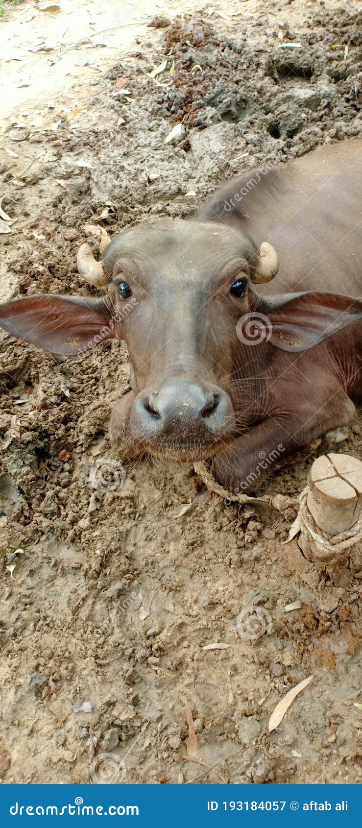 Brown Buffalo in the Village Stock Image - Image of mane, deer: 193184057