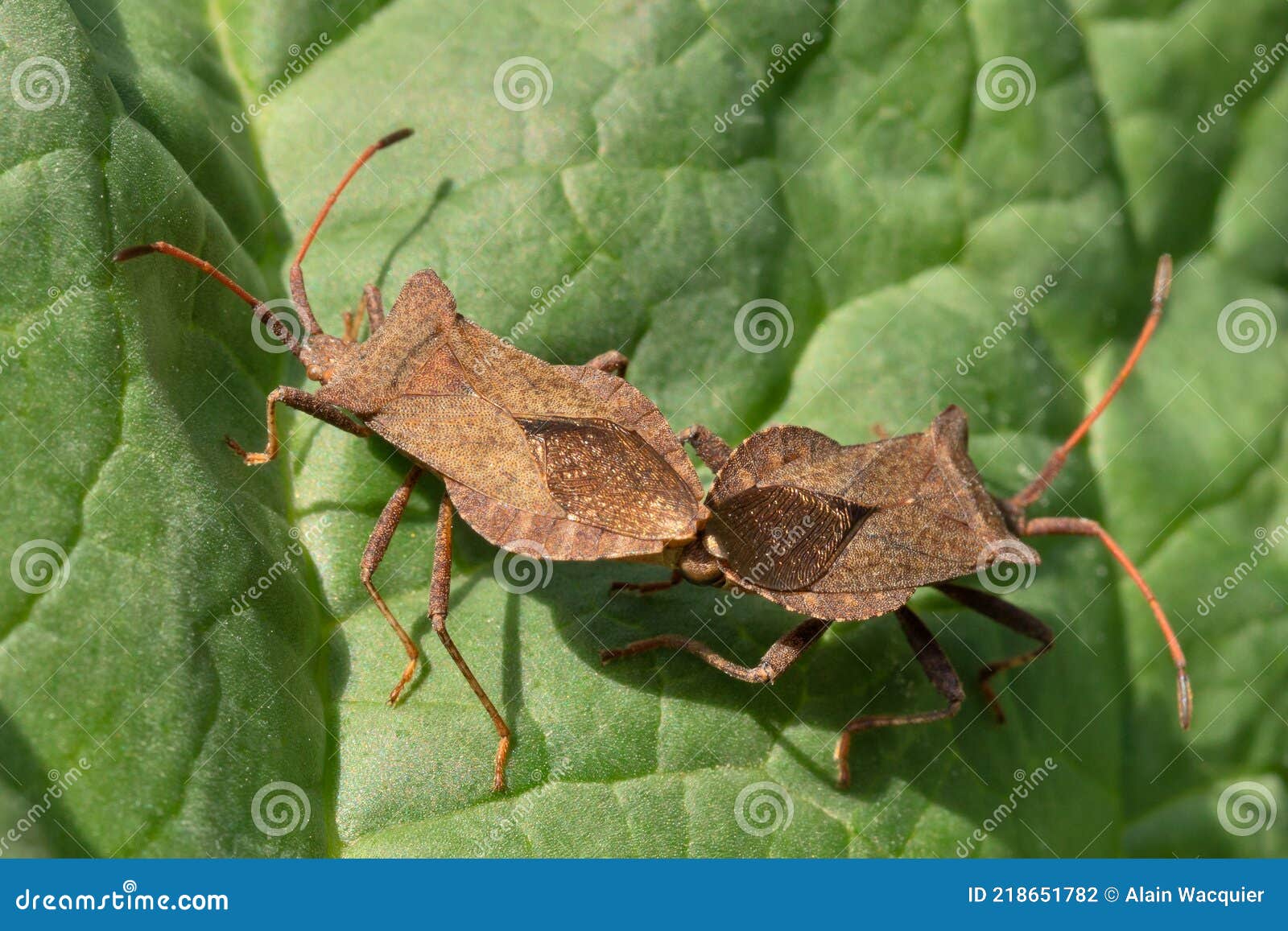 Brown Bug Close-up on a Leaf Stock Photo - Image of bedbugs, garden ...