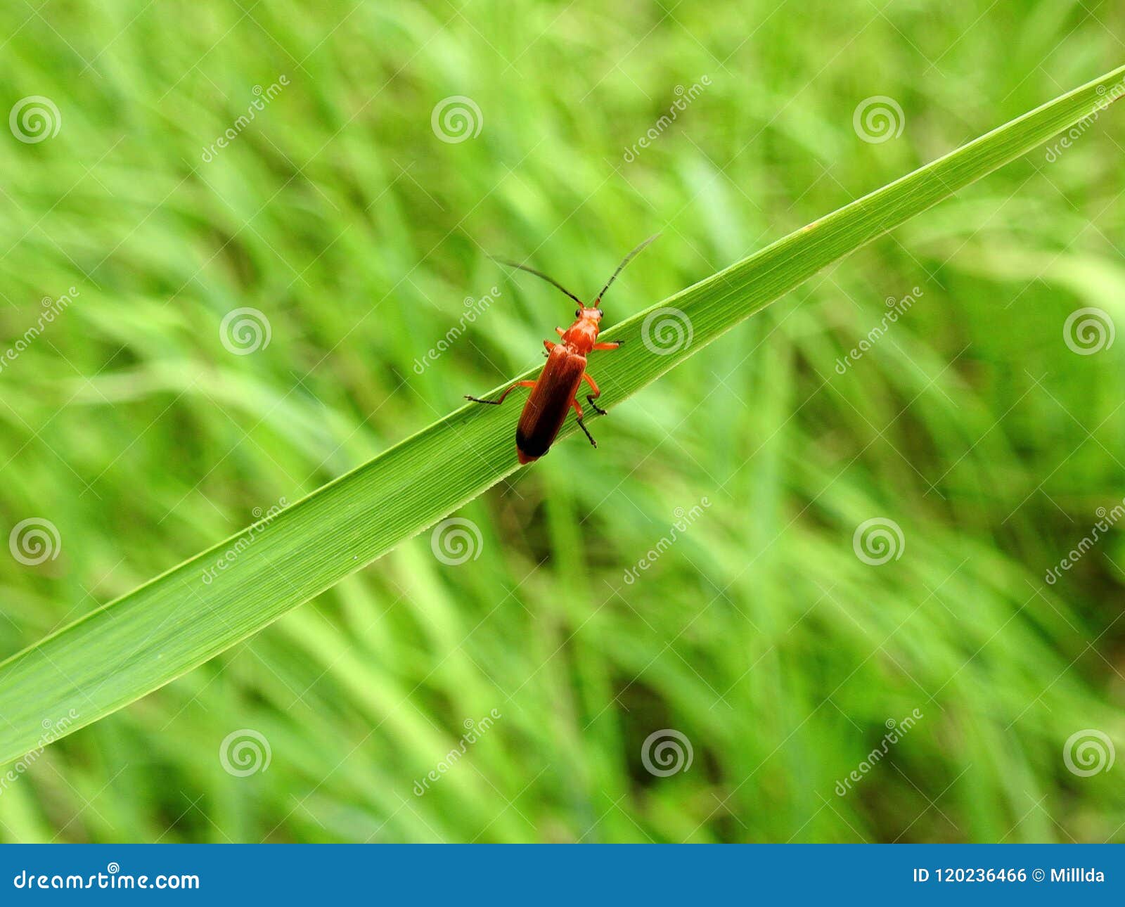 Brown Bug on Green Grass , Lithuania Stock Photo - Image of lithuania ...