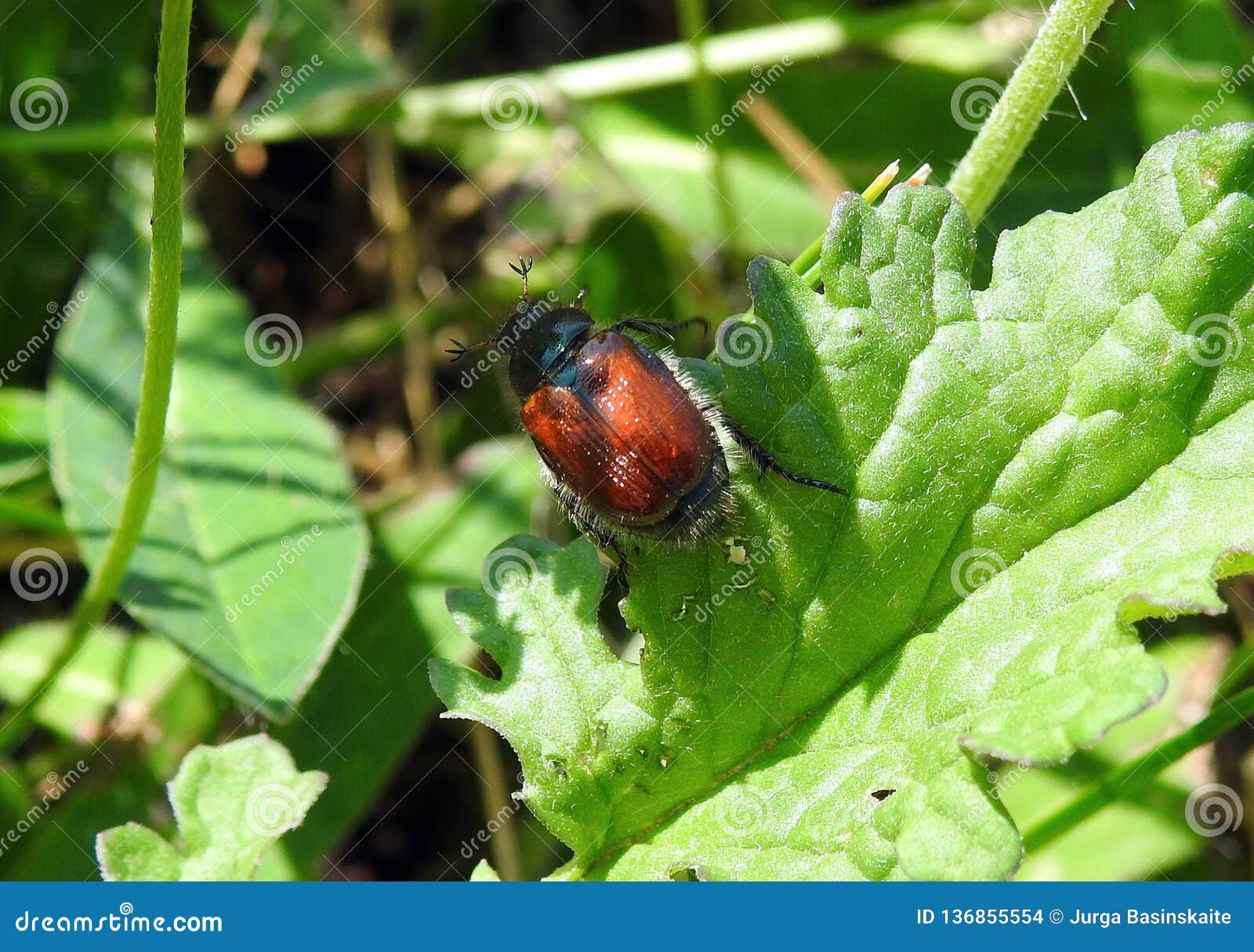 Brown Bug on Green Leaf , Lithuania Stock Photo - Image of lithuania ...