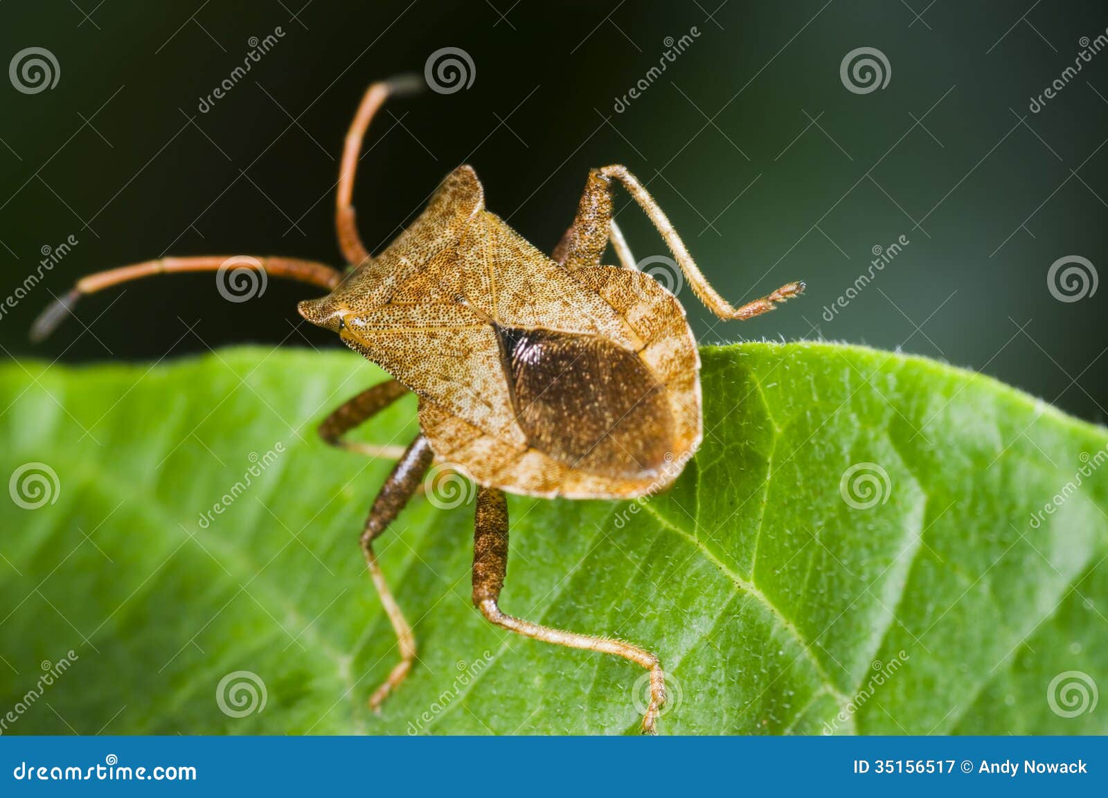 Brown Bug On Leaf Royalty Free Stock Photography - Image: 35156517
