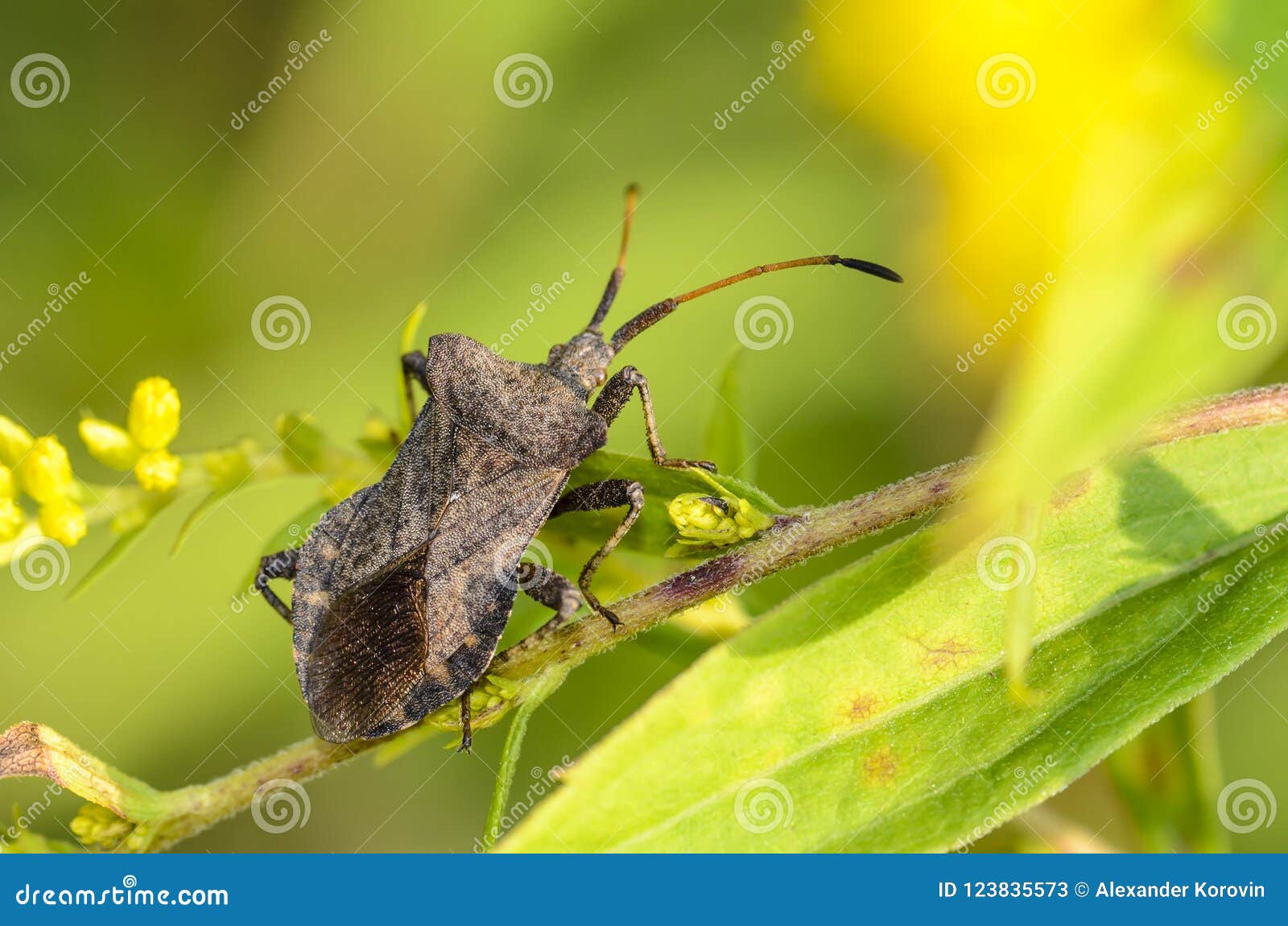 Brown Bug with Long Mustache Stock Image - Image of animals ...