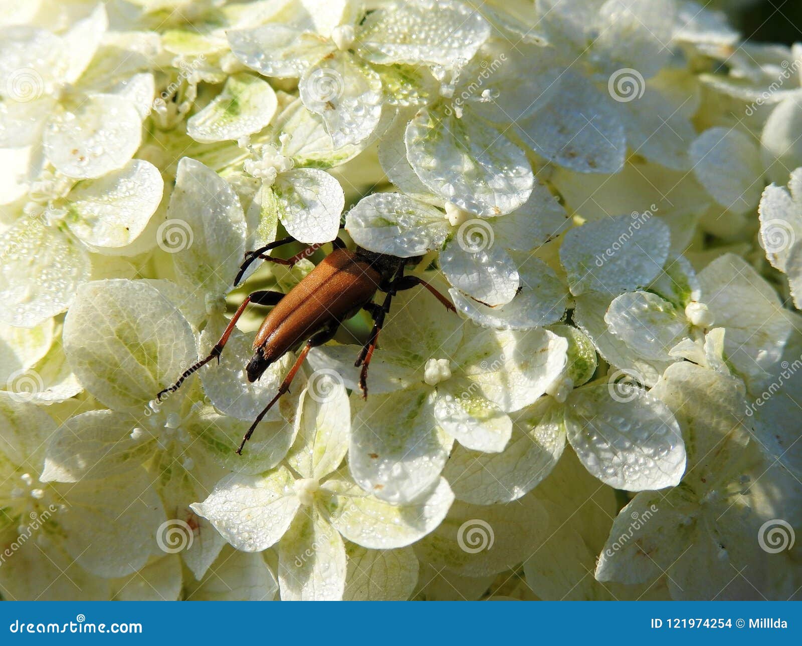 Brown Bug Rest on Hydrangea Flower, Lithuania Stock Photo - Image of ...