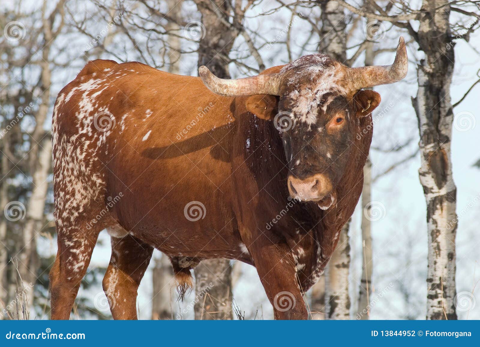Brown bull stock photo. Image of field, look, domestic - 13844952