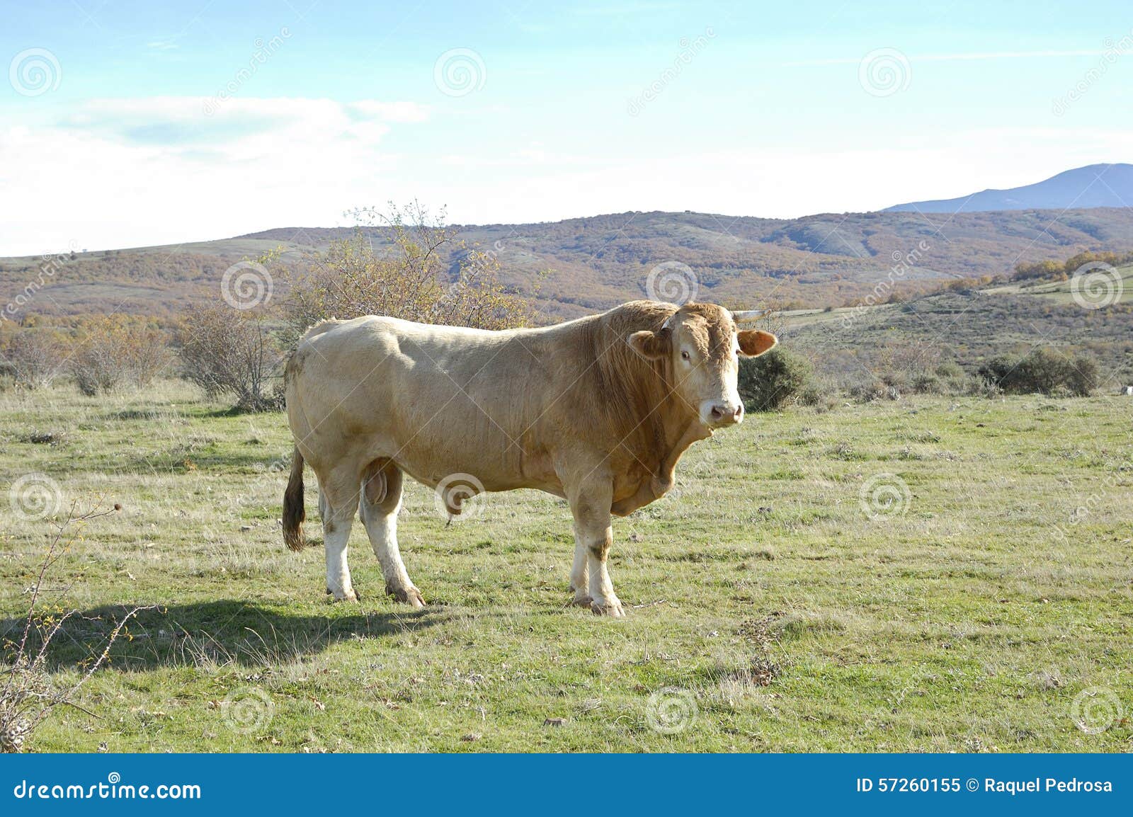 Brown Bull immagine stock. Immagine di libertà, pascolo - 57260155