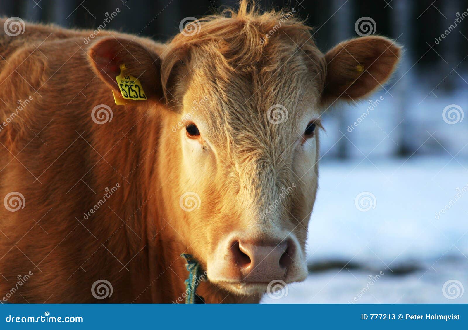 Brown bull stock image. Image of freezing, winter, snow - 777213
