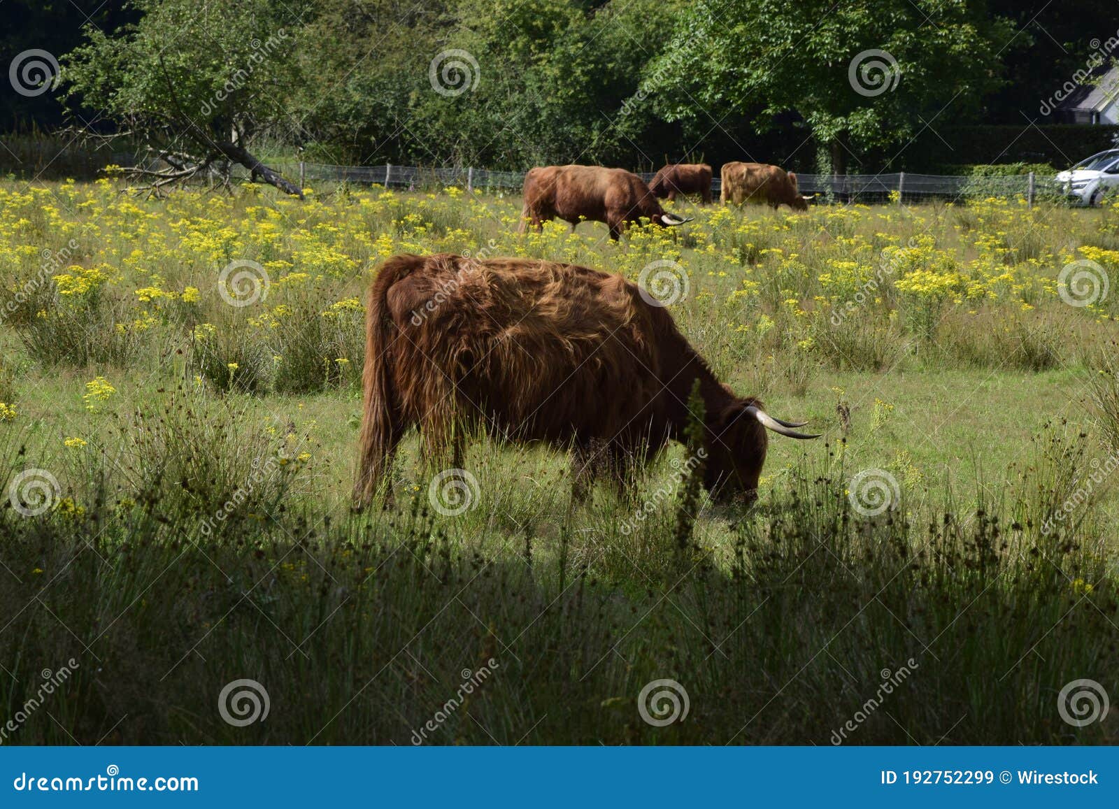 Brown Bull Grazing in the Green Fields Stock Image - Image of pasture ...