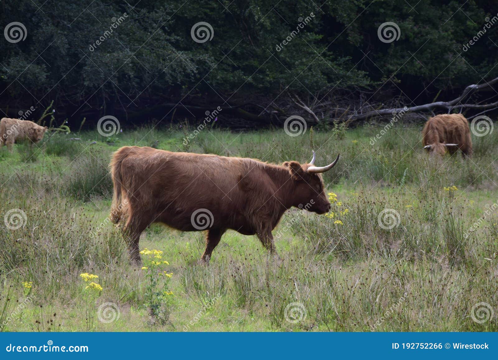 Brown Bull Grazing on the Pasture with Trees in the Background at ...