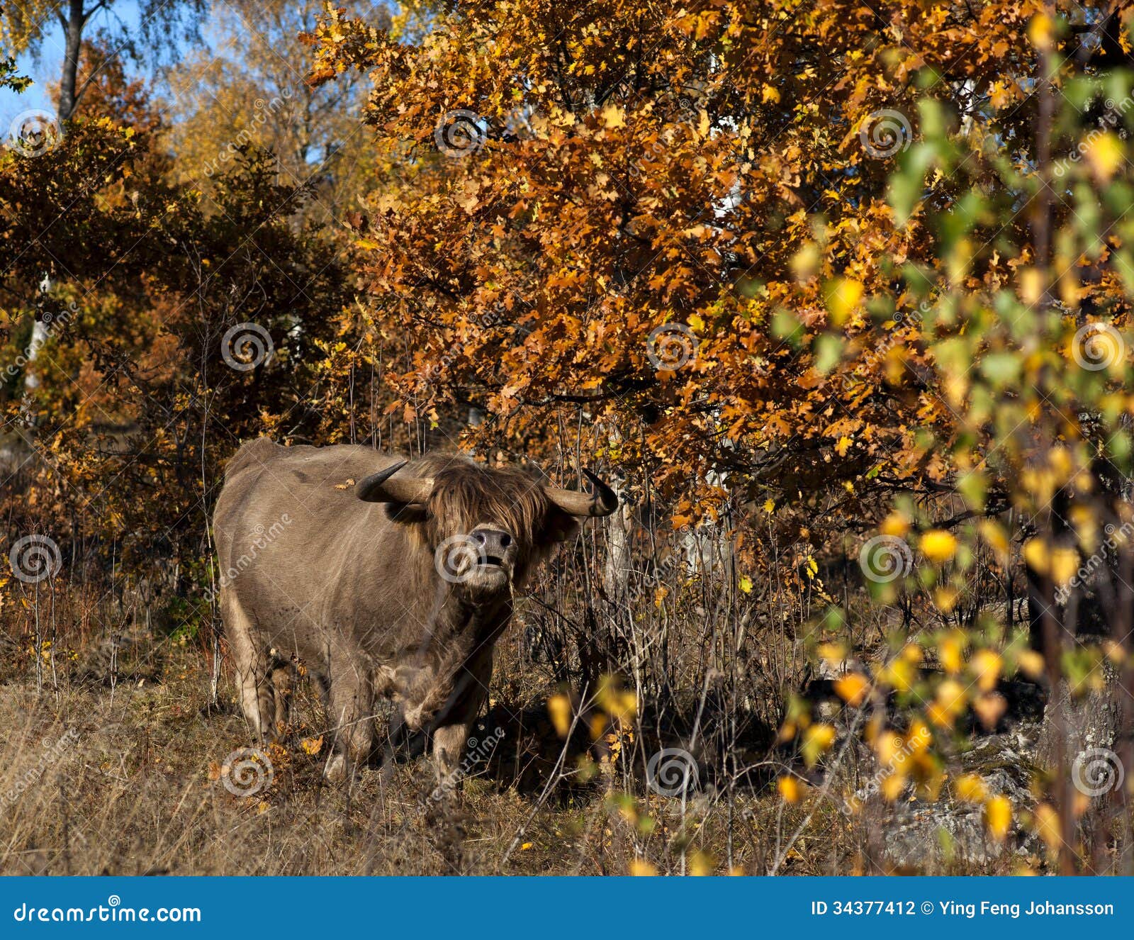 Brown bull stock photo. Image of brown, handsome, angry - 34377412