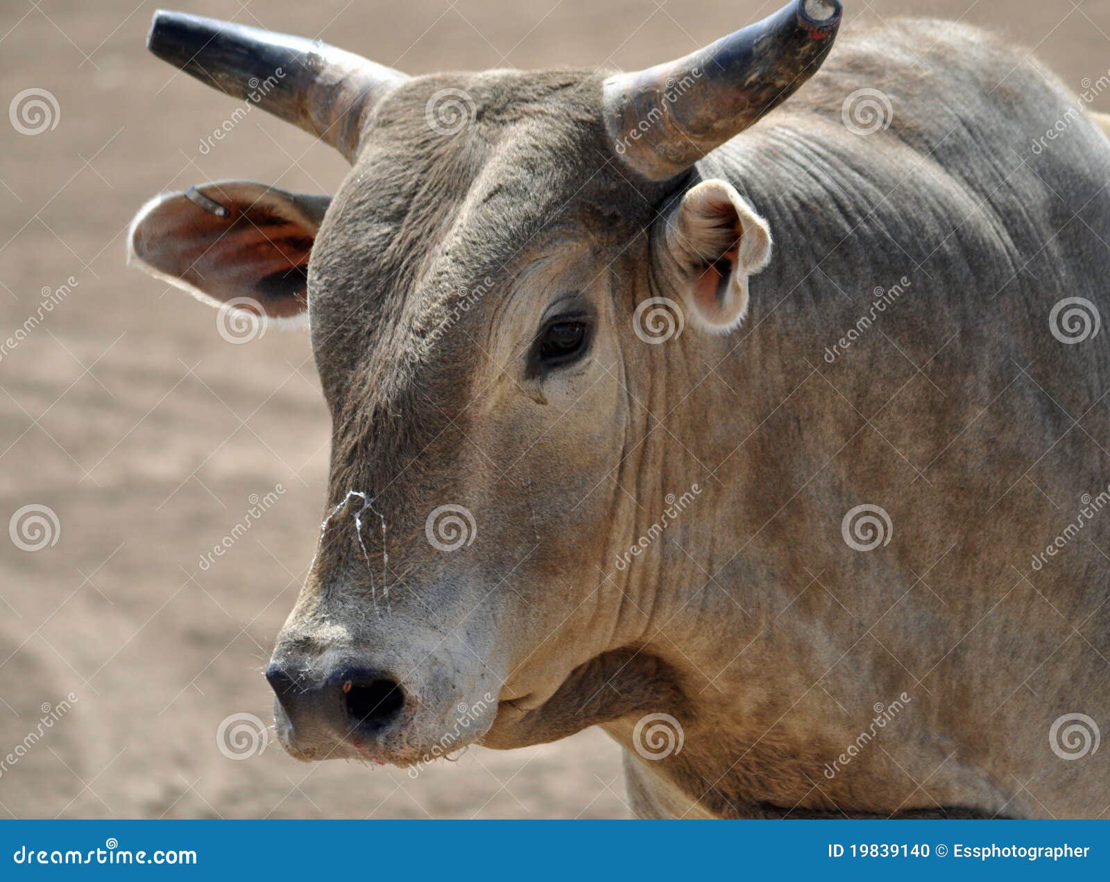 Brown bull with horns stock photo. Image of front, brown - 19839140