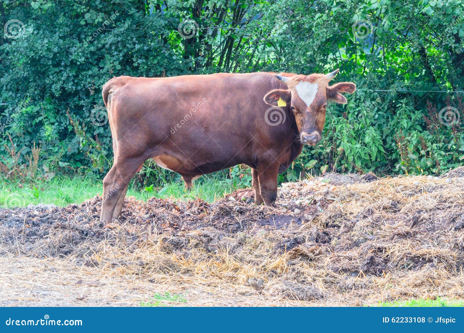 Brown bull stock photo. Image of green, nose, bull, brown - 62233108