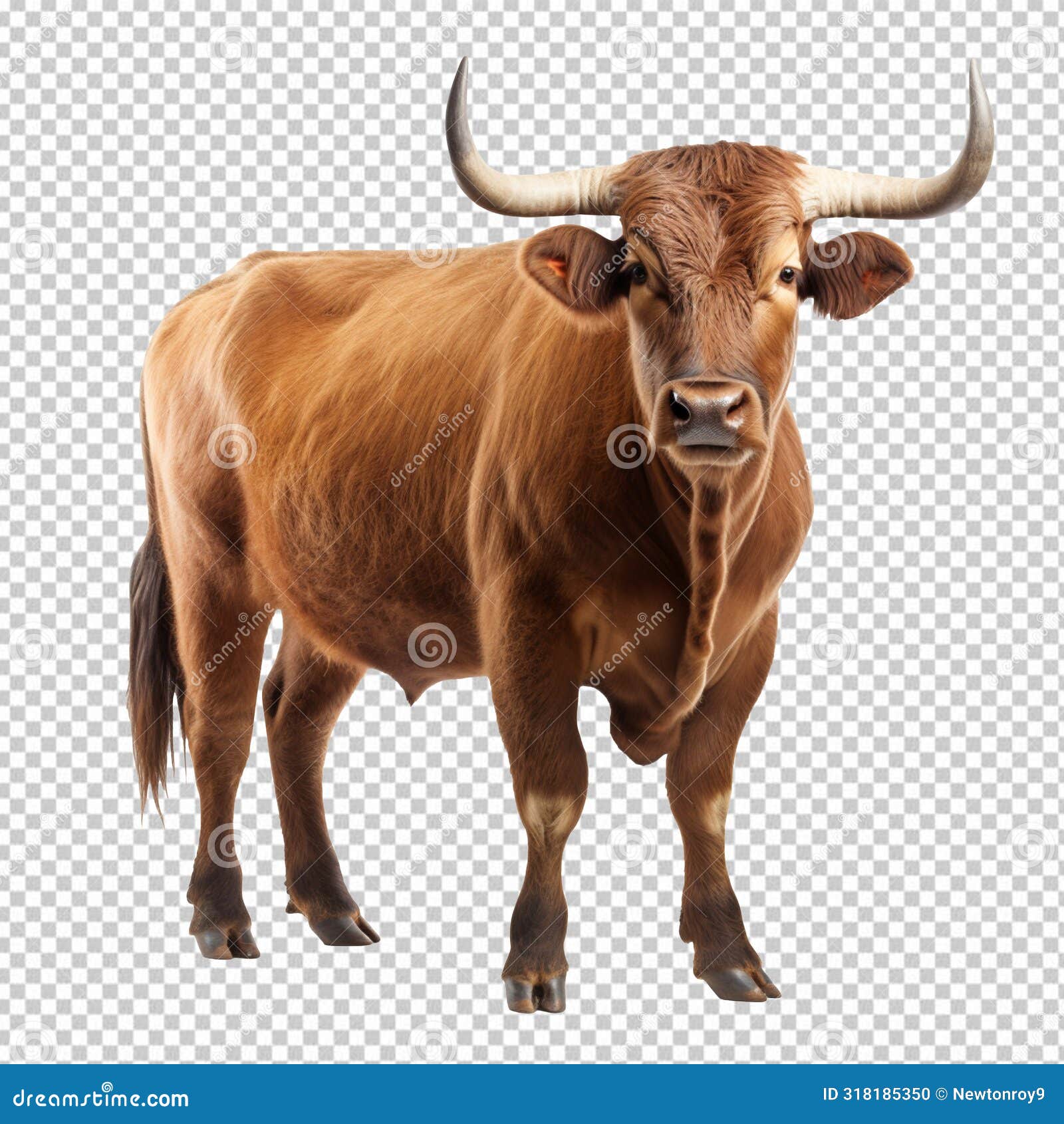 A Brown Bull Isolated on Transparent Background Stock Photo ...