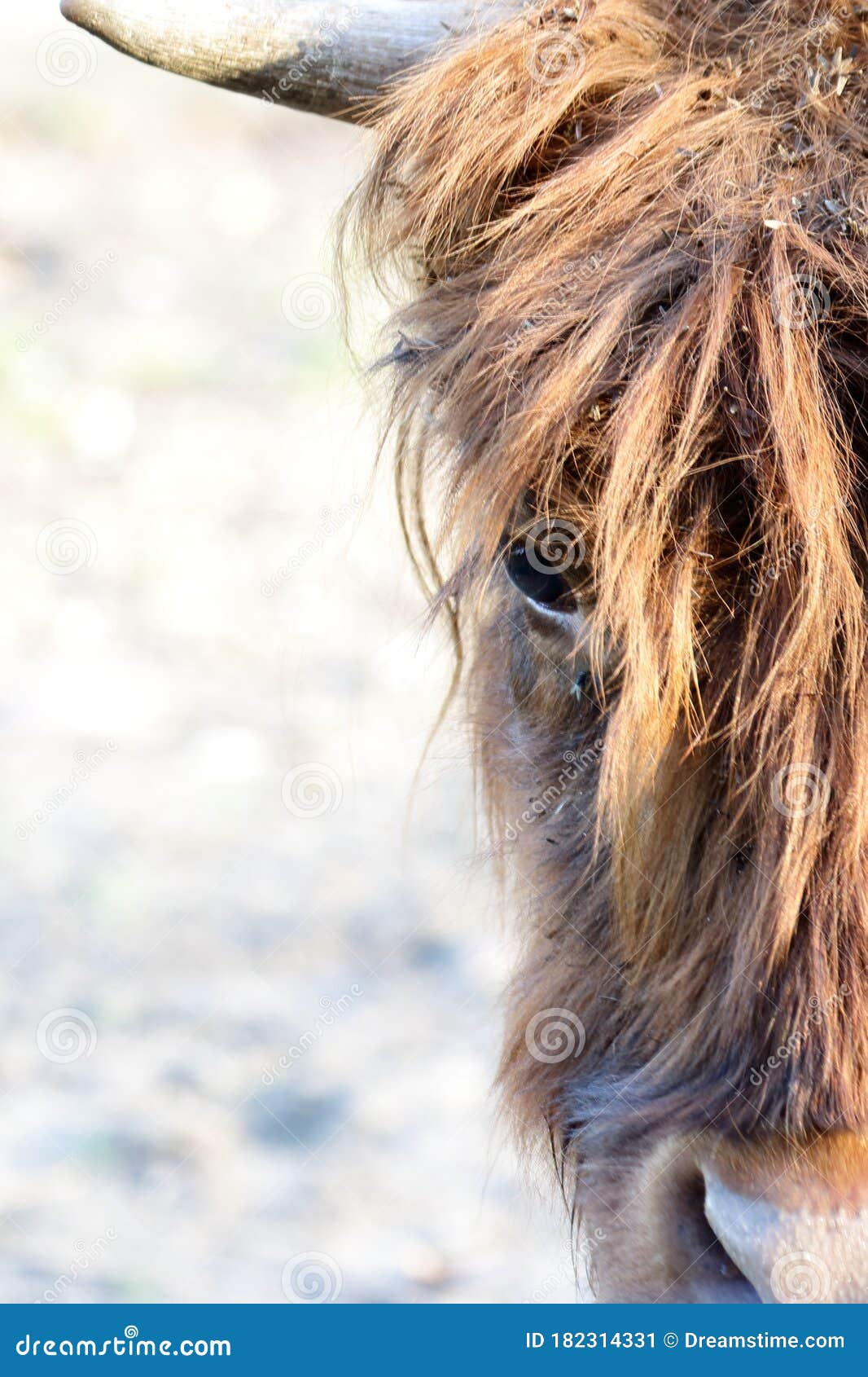 Brown Bull with a Long Mane Stock Image - Image of brown, horn: 182314331