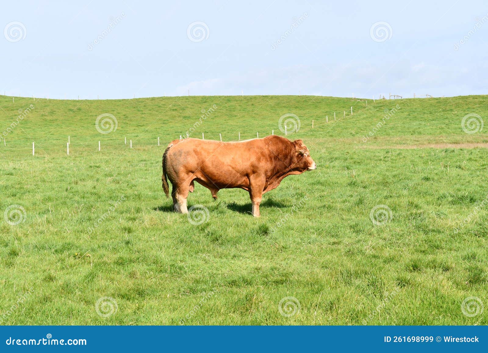 A Bull Standing in a Grass Field Stock Image - Image of game, mammal ...