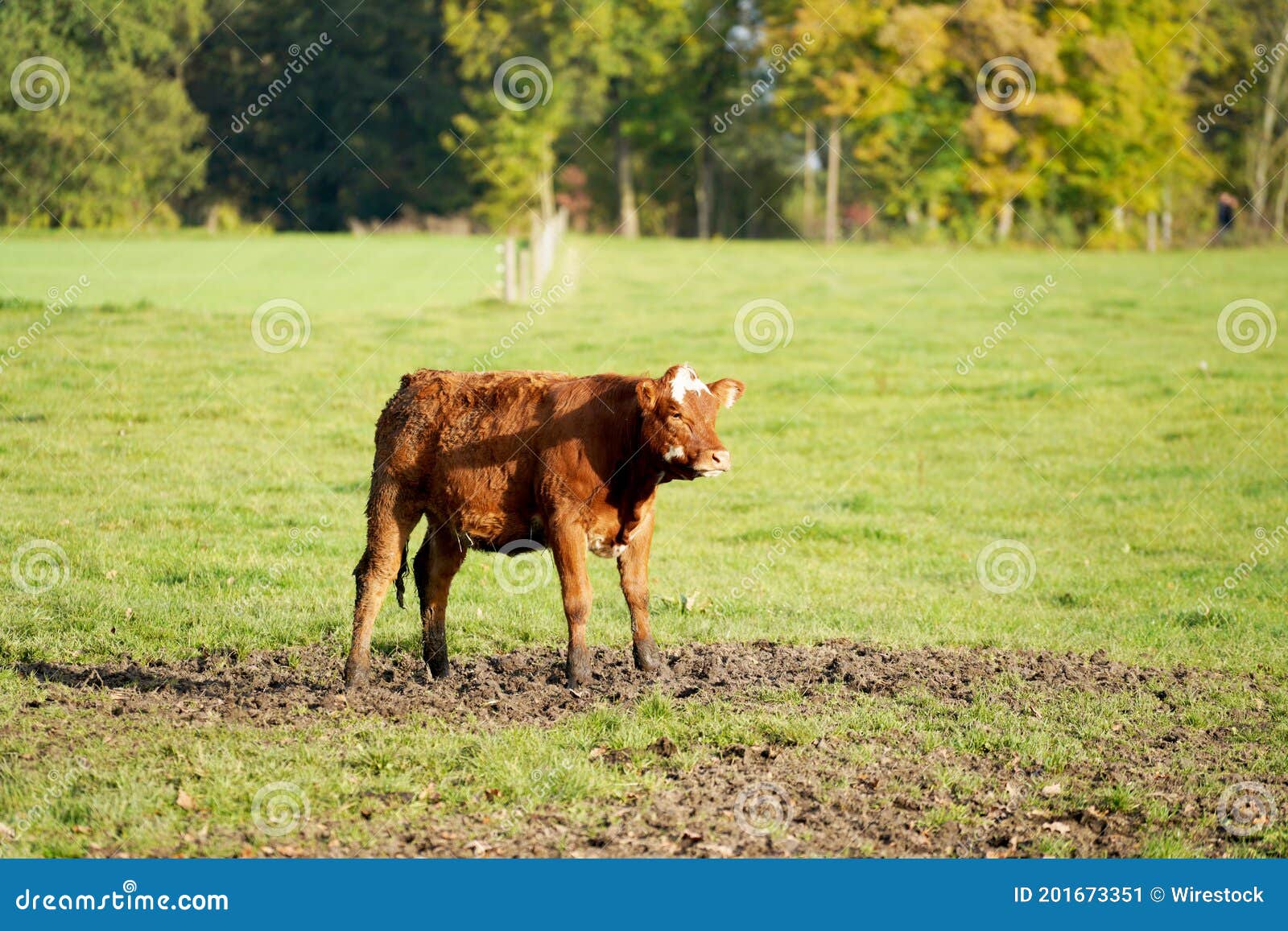 Brown Bull Walking in a Meadow Stock Image - Image of farmland, animal ...