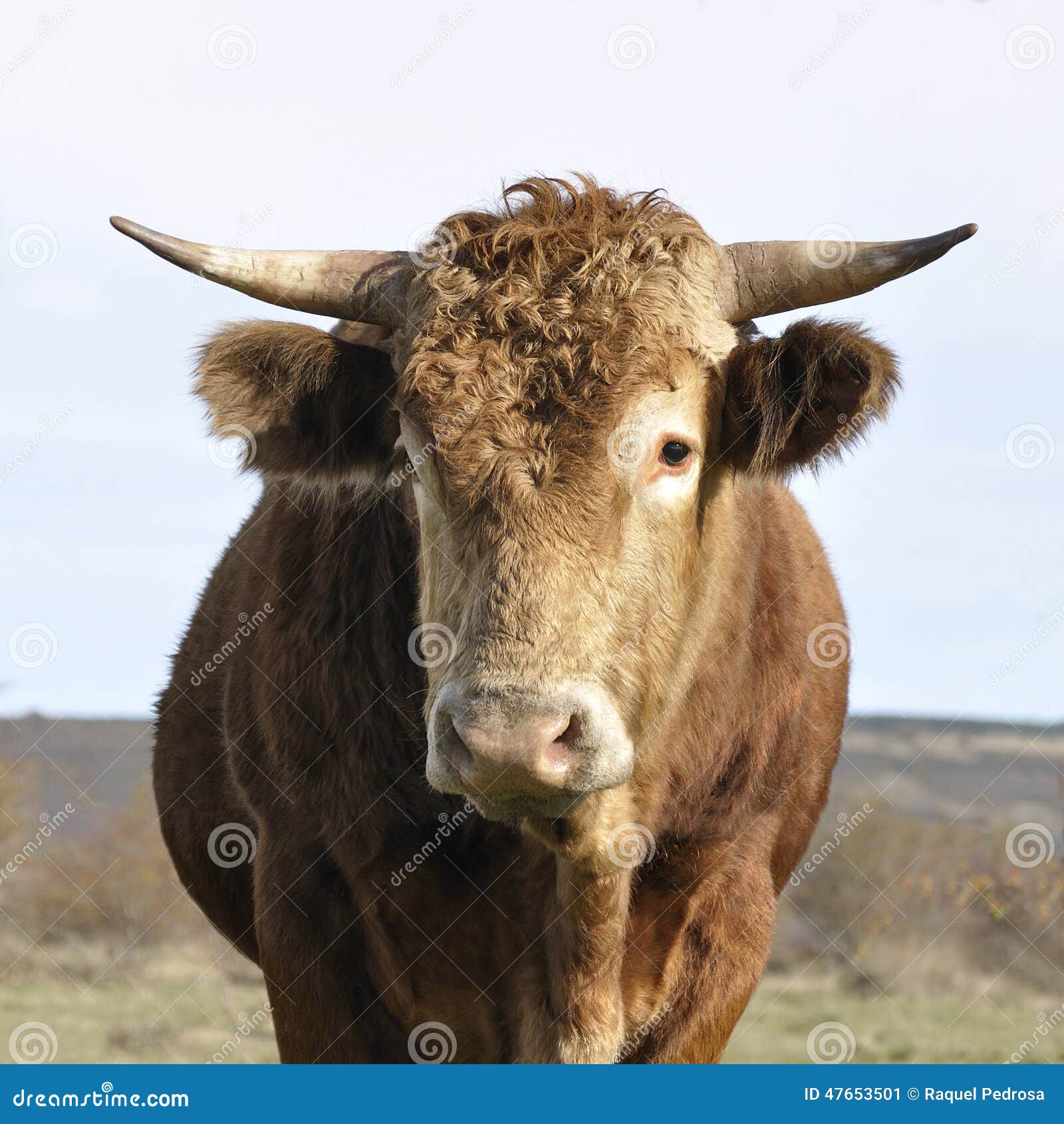 Brown bull stock image. Image of freedom, domestic, bull - 47653501
