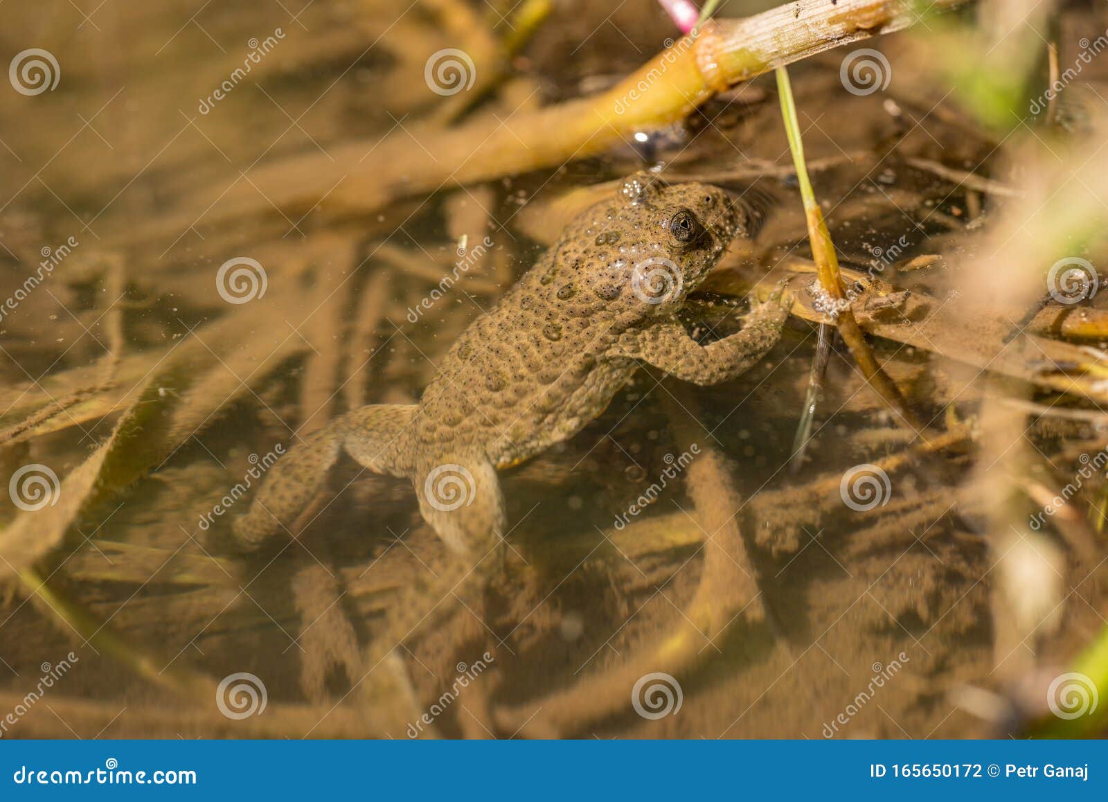Brown Bullfrog Looking Up from Water Stock Photo - Image of plant ...