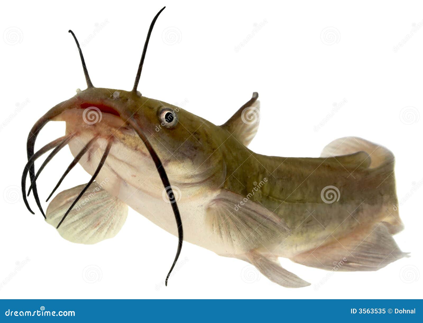 Brown bullhead stock image. Image of fishing, object, food - 3563535