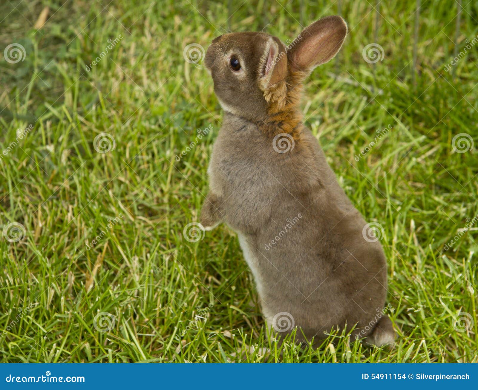 Brown Bunny stock photo. Image of agriculture, rabbit - 54911154