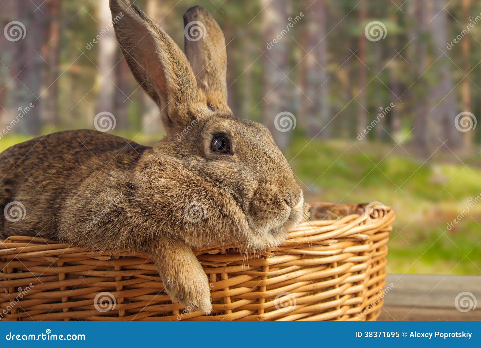 Brown bunny in a basket stock image. Image of rabbit - 38371695
