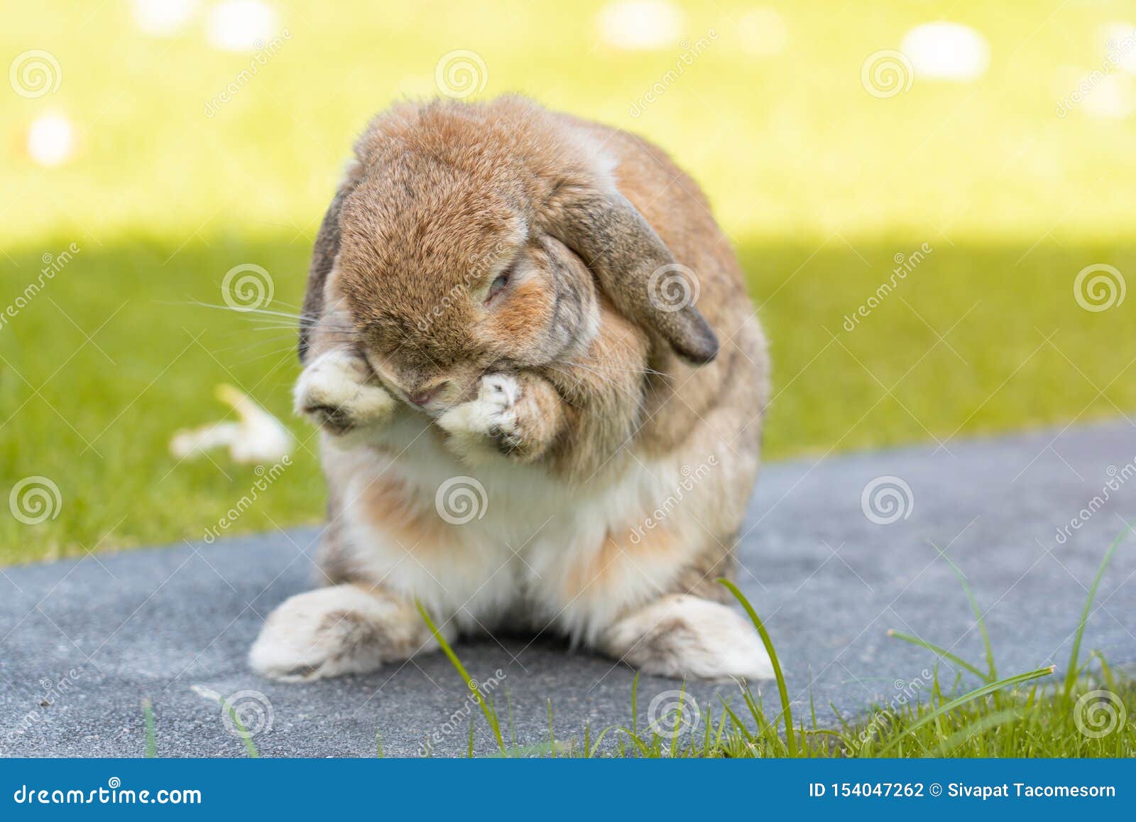 Brown Bunny Grooming Itself in Garden Stock Photo - Image of flower ...