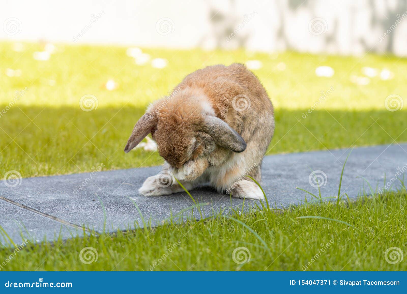 Brown Bunny Grooming Itself in Garden Stock Image - Image of love ...