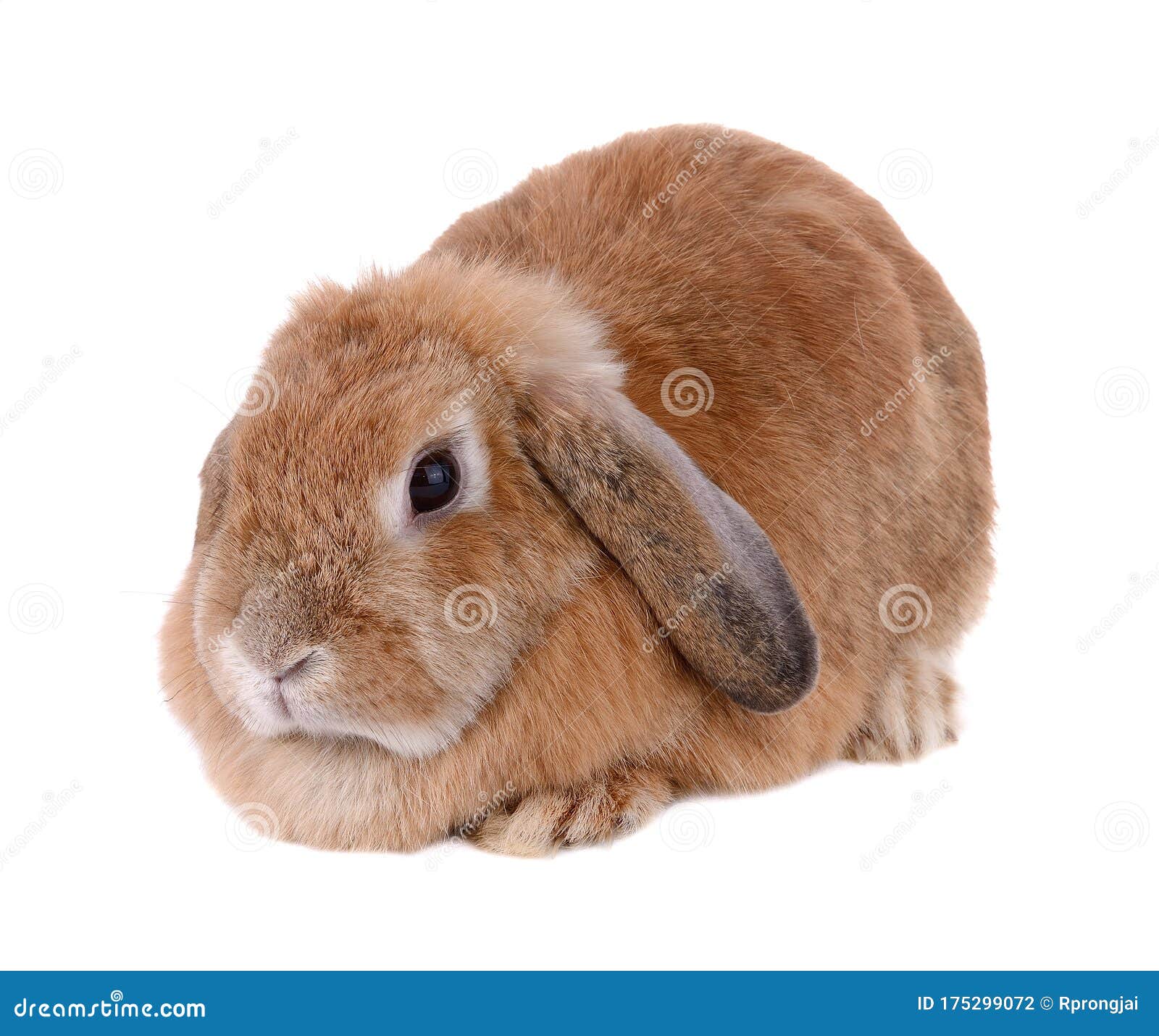 The Brown Bunny Isolated on White Background Stock Photo - Image of ...