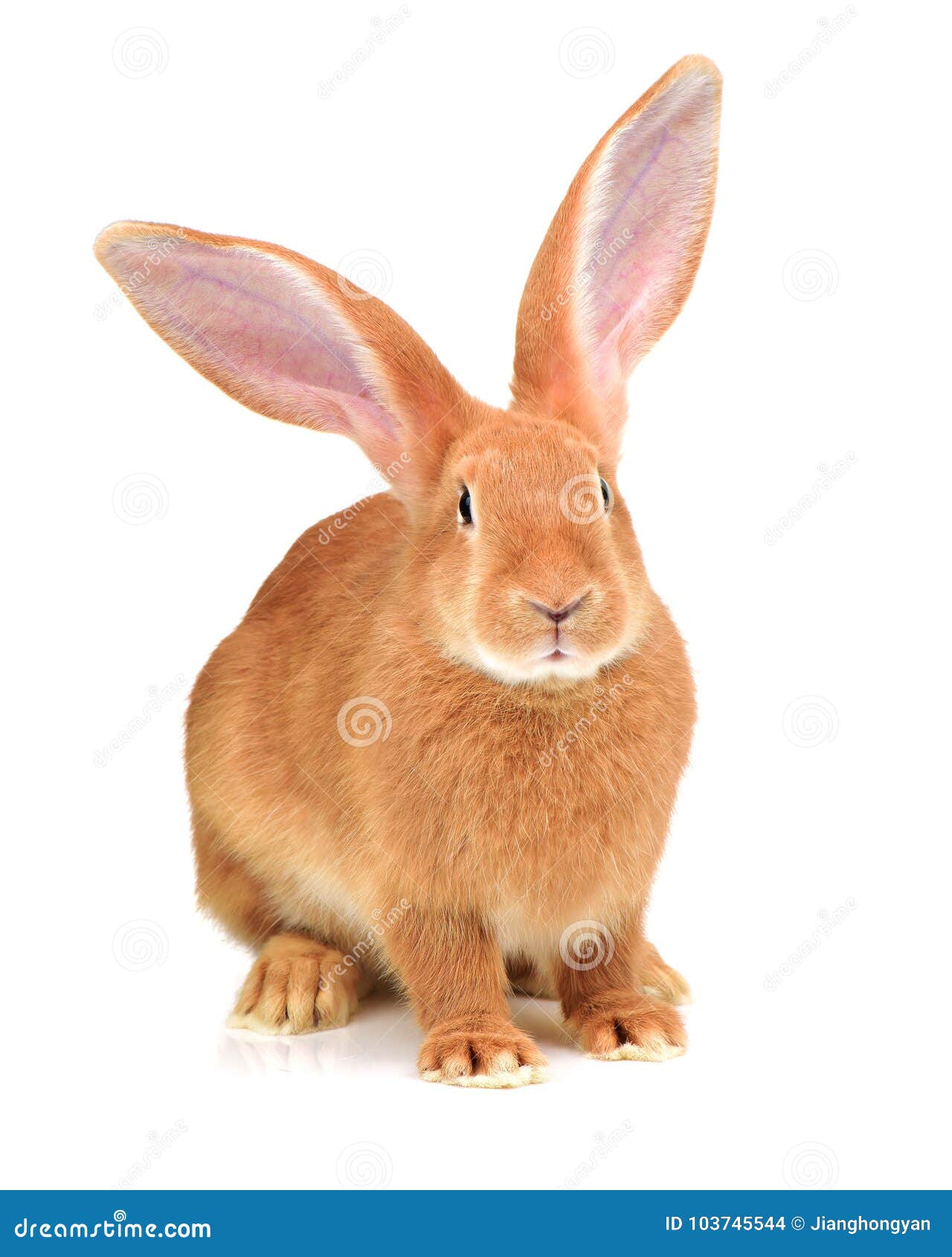 Brown bunny rabbit stock photo. Image of cute, closeup - 103745544
