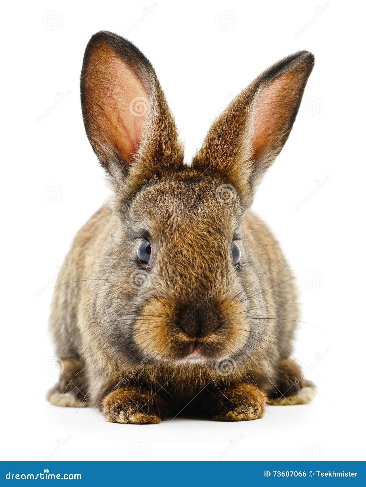 Brown bunny rabbit. stock photo. Image of brown, rabbit - 73607066