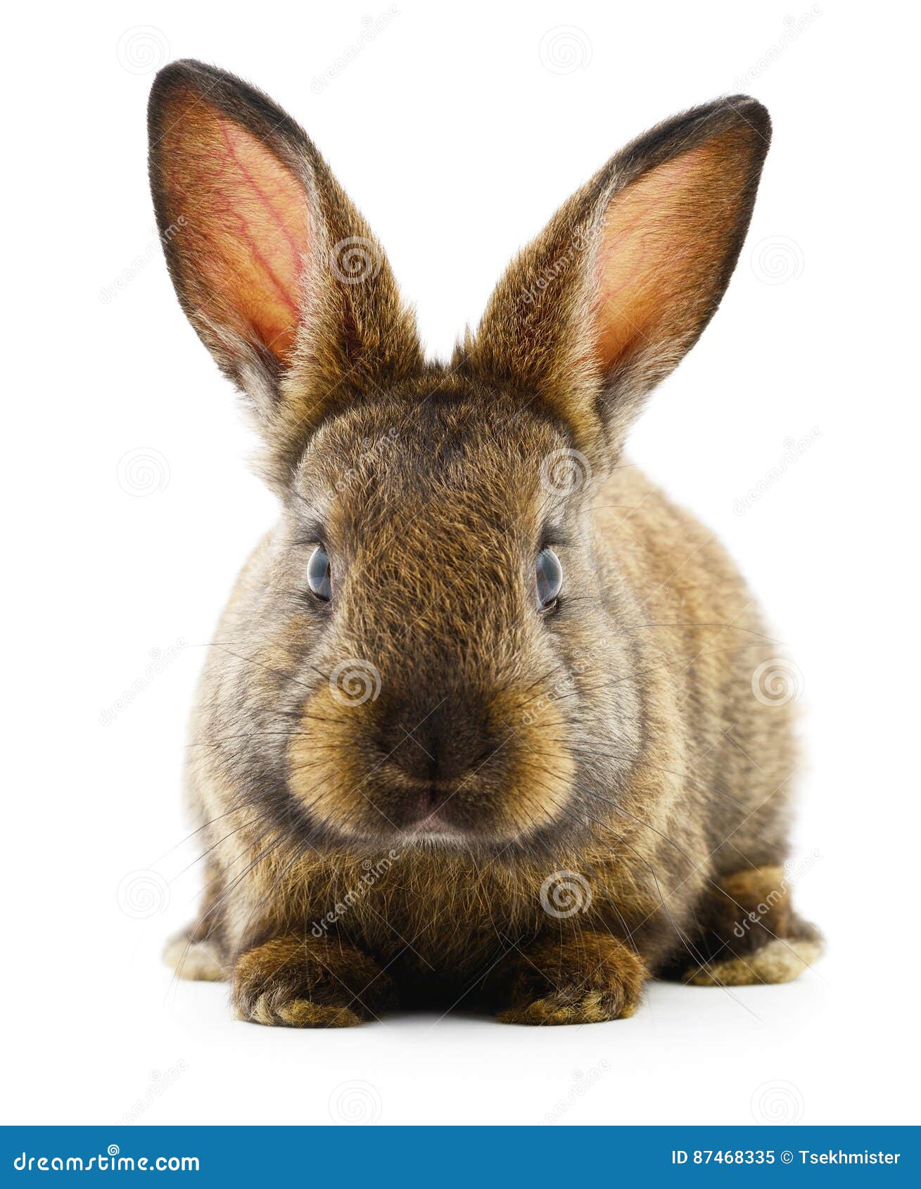 Brown bunny rabbit. stock image. Image of color, cute - 87468335