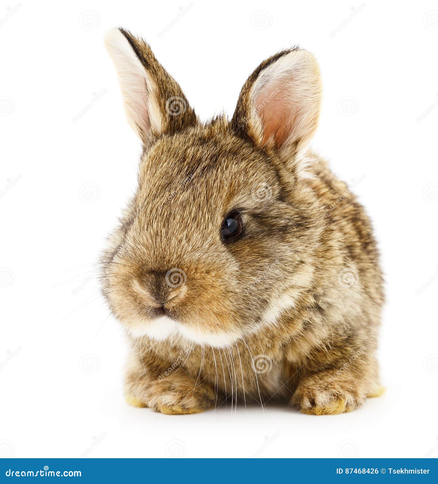 Brown bunny rabbit. stock photo. Image of beauty, closeup - 87468426