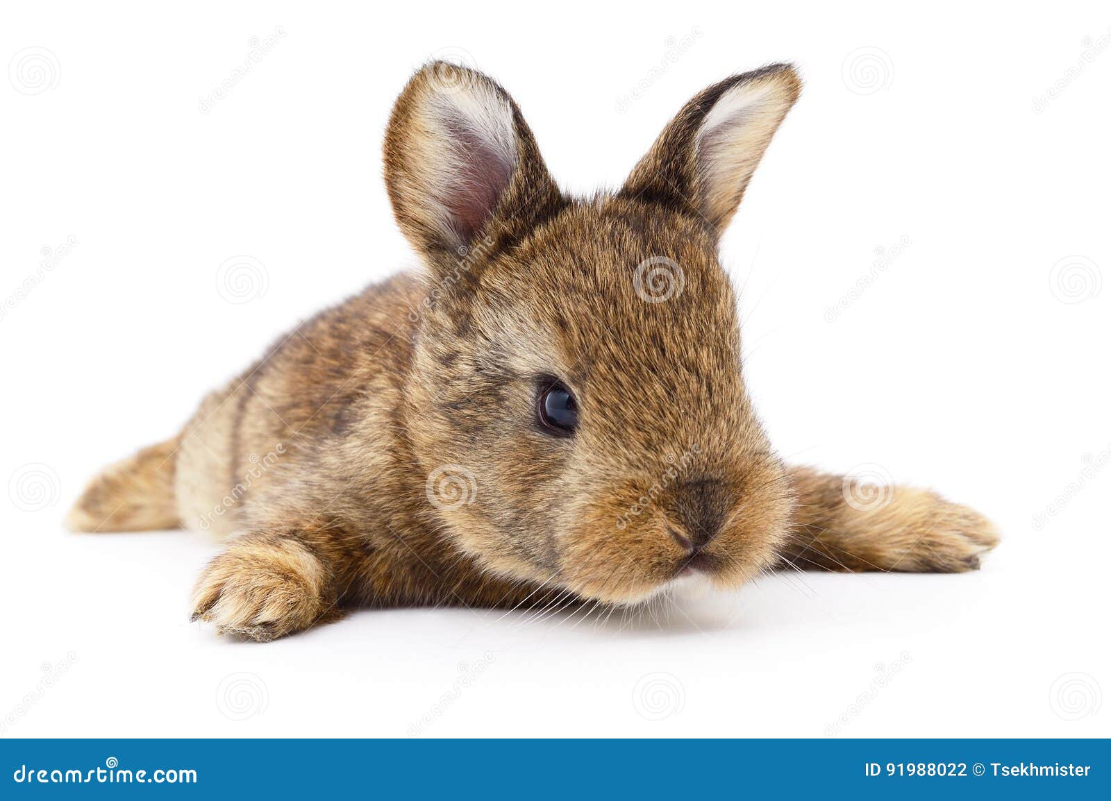 Brown bunny rabbit. stock photo. Image of single, isolated - 91988022