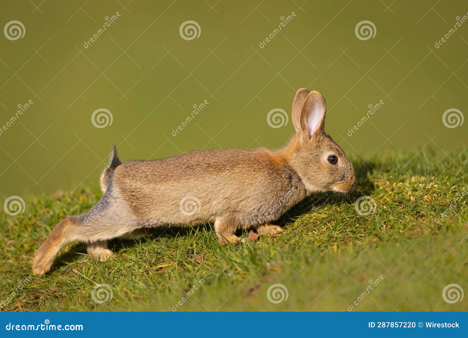 Brown Bunny Running through a Lush Green Field Stock Photo - Image of ...