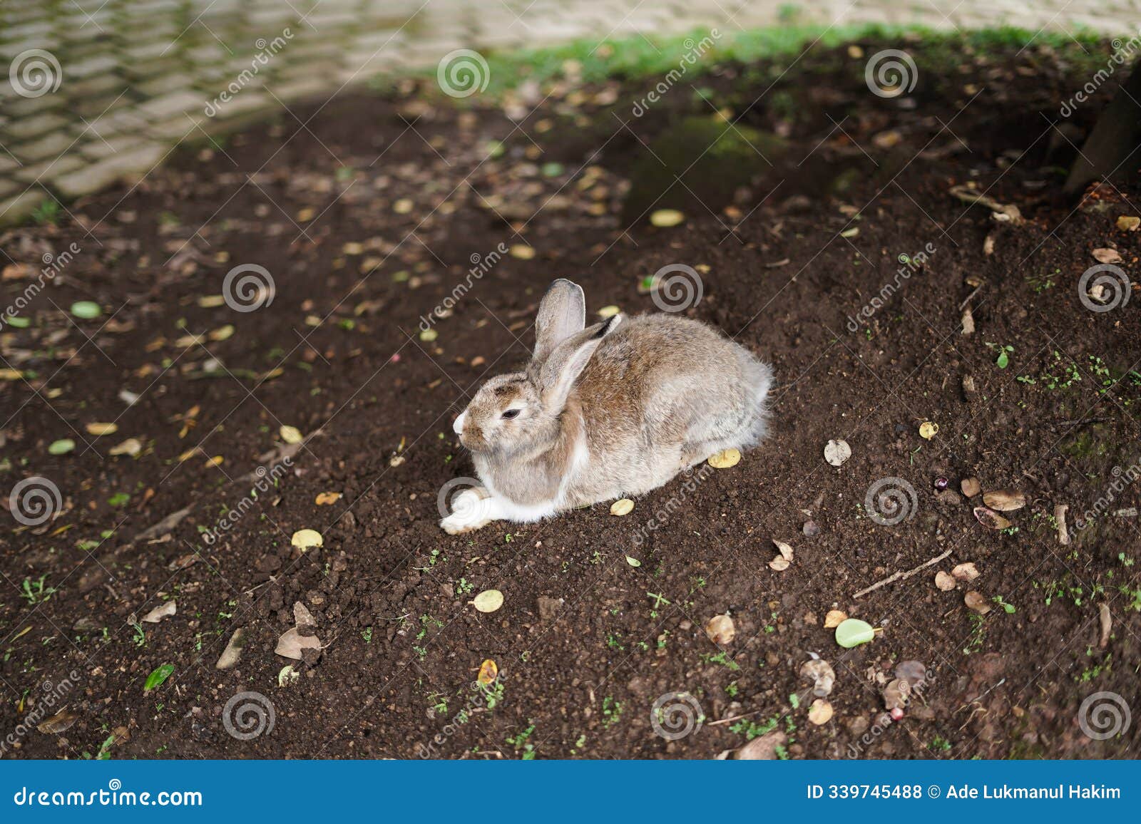 Brown Bunny Sitting on the Ground Stock Photo - Image of small, young ...