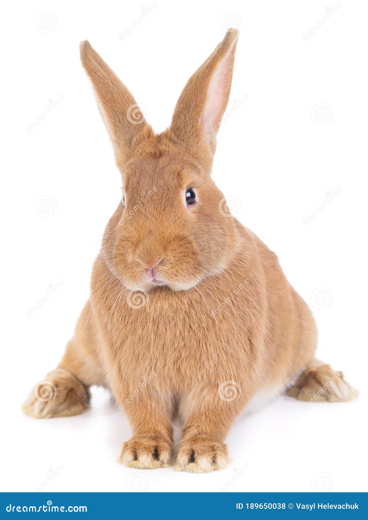 Brown Bunny Sitting on a White Stock Photo - Image of celebration ...